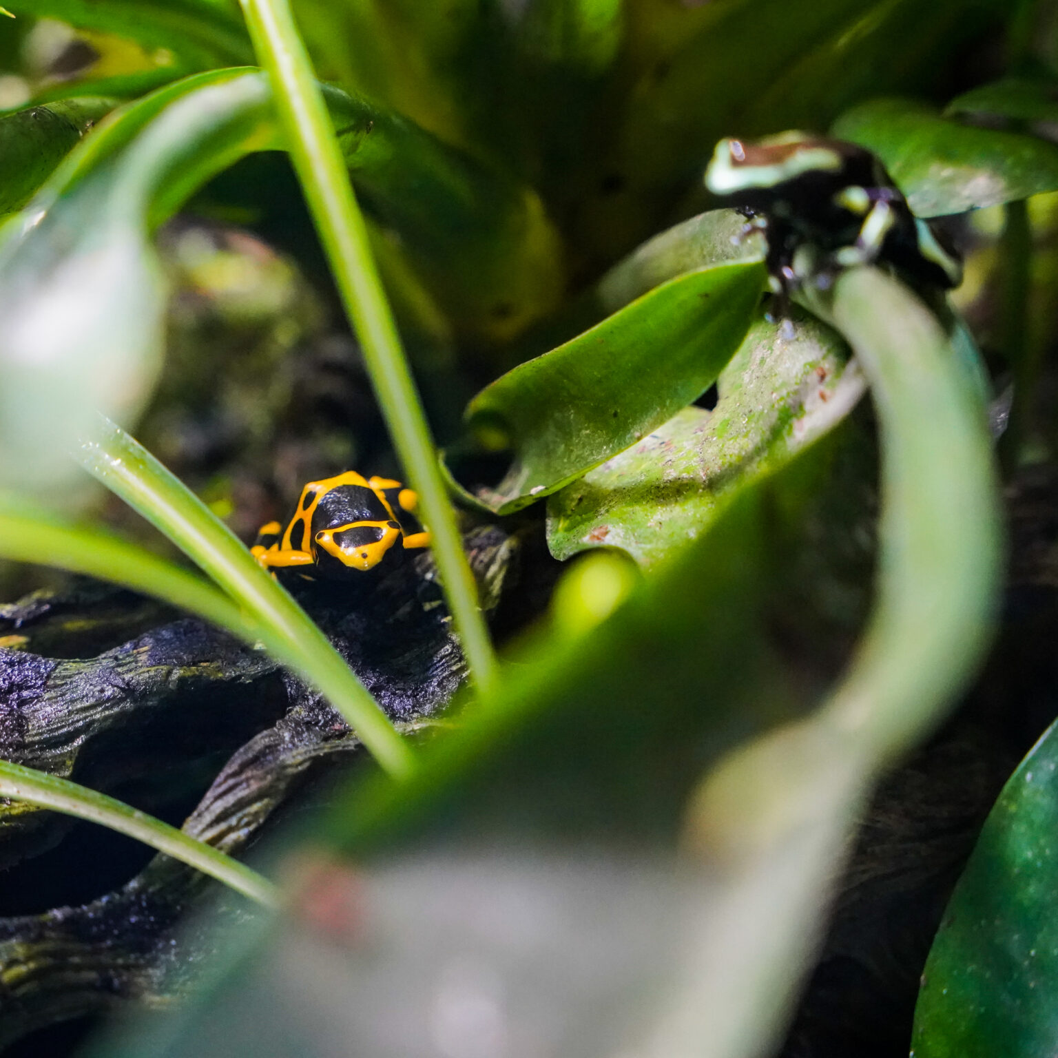 Amphibians & Reptiles - Aquarium of Niagara