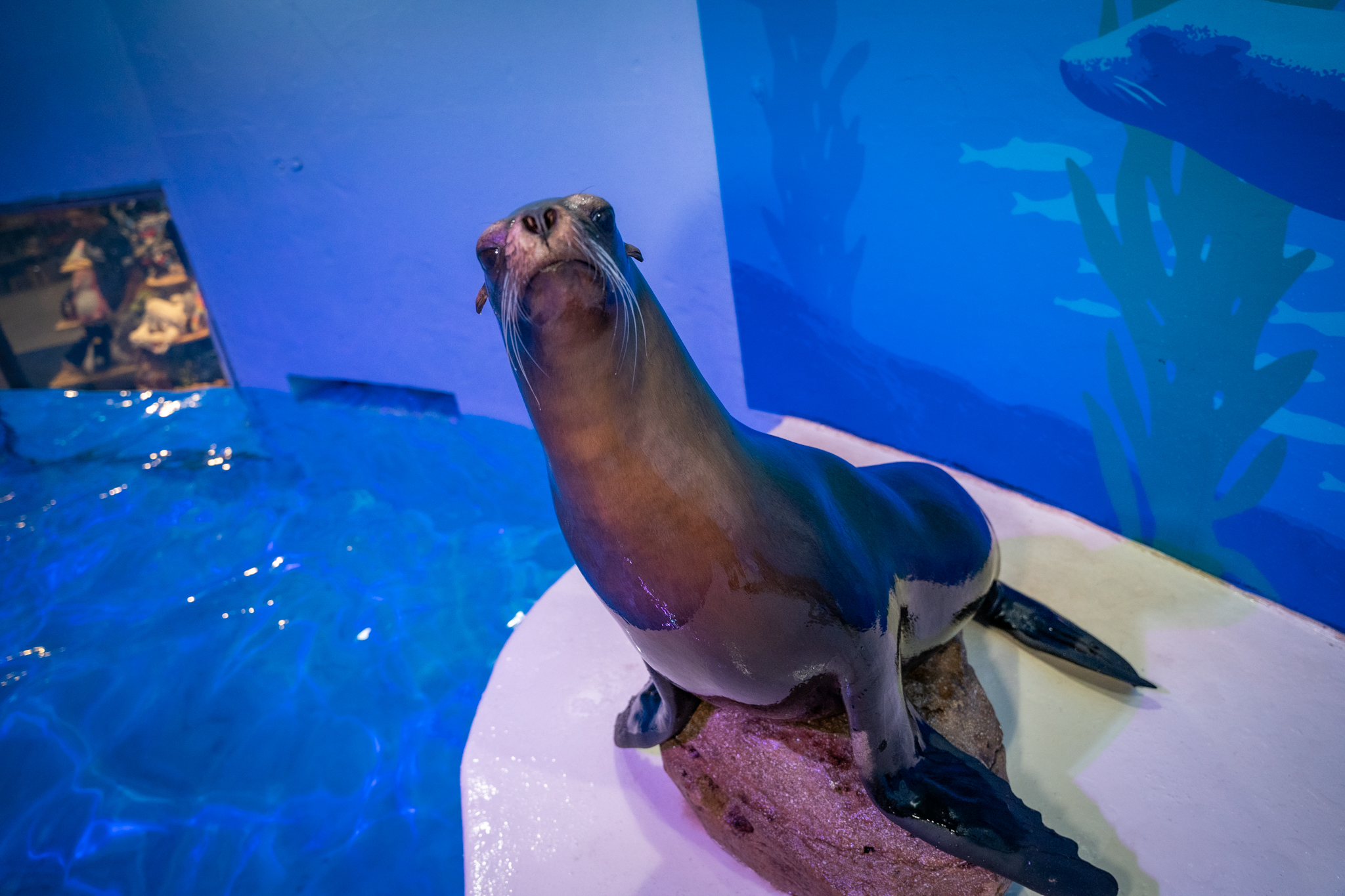 Marine Mammals - Aquarium of Niagara