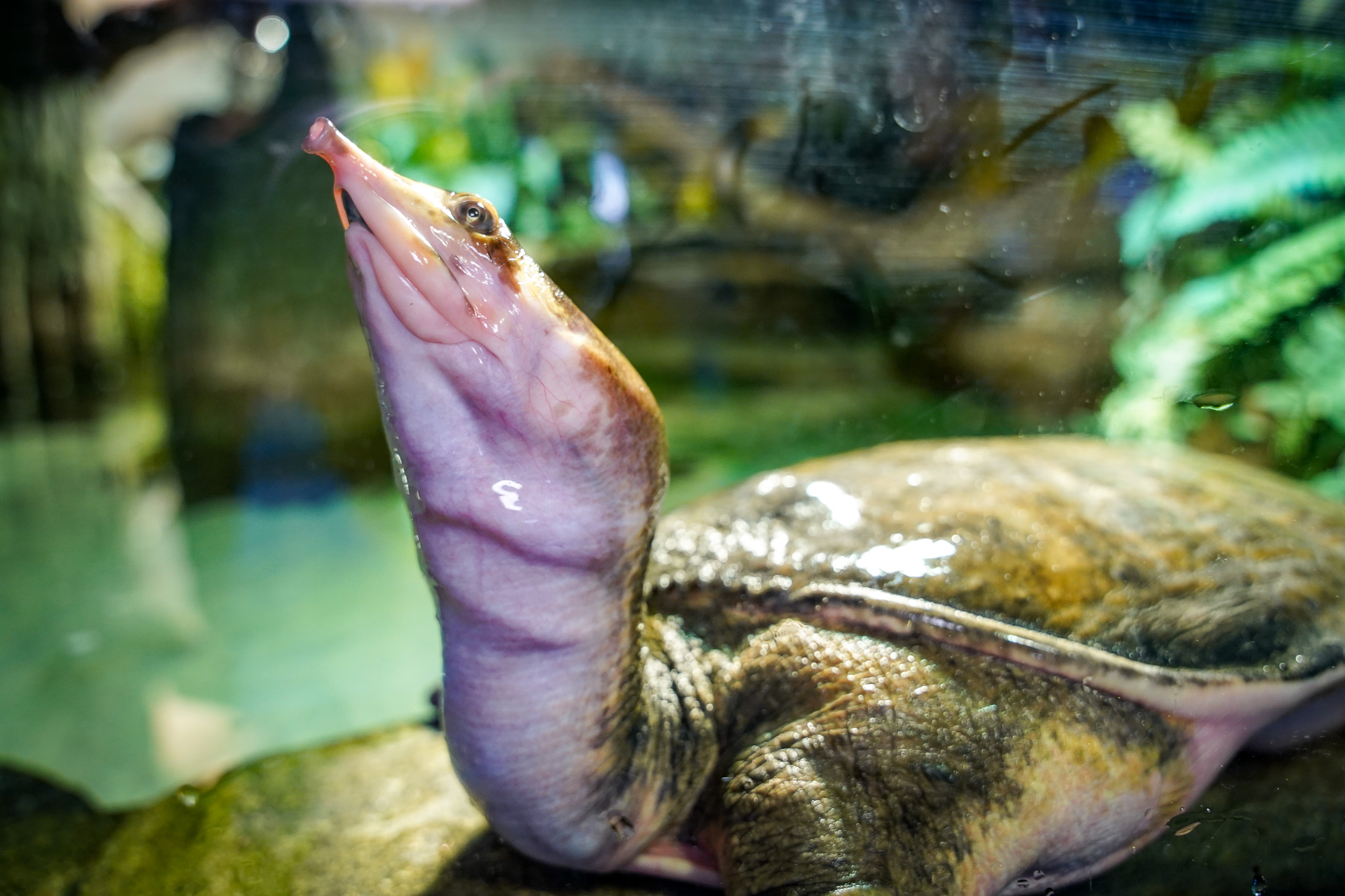 Amphibians & Reptiles - Aquarium of Niagara