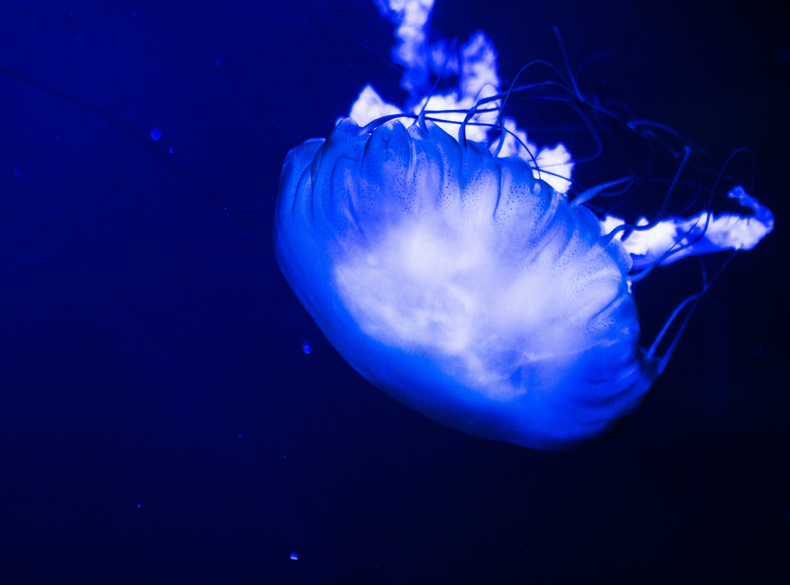 Fish & Invertebrates - Aquarium of Niagara