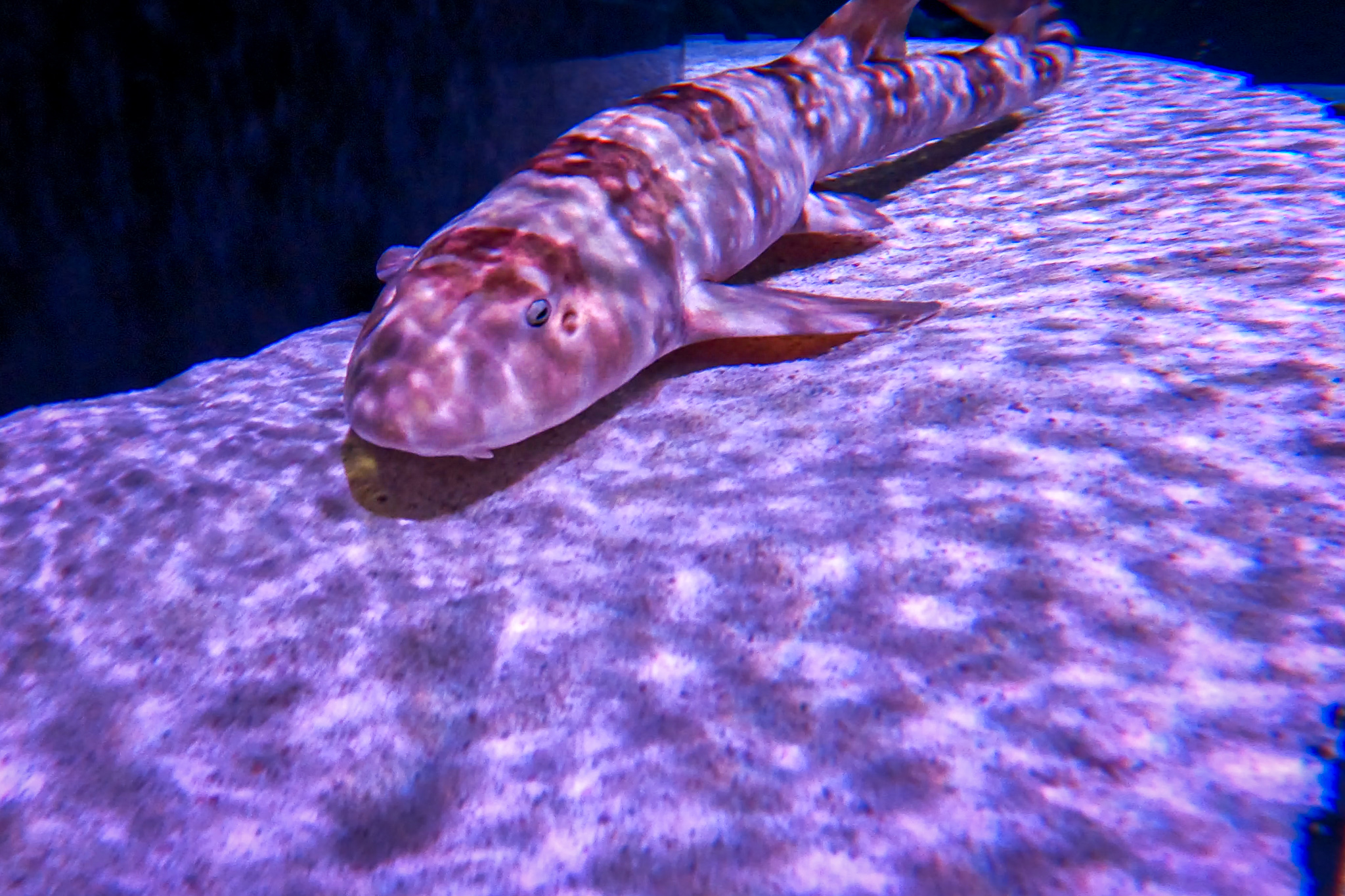 Fish & Invertebrates - Aquarium of Niagara