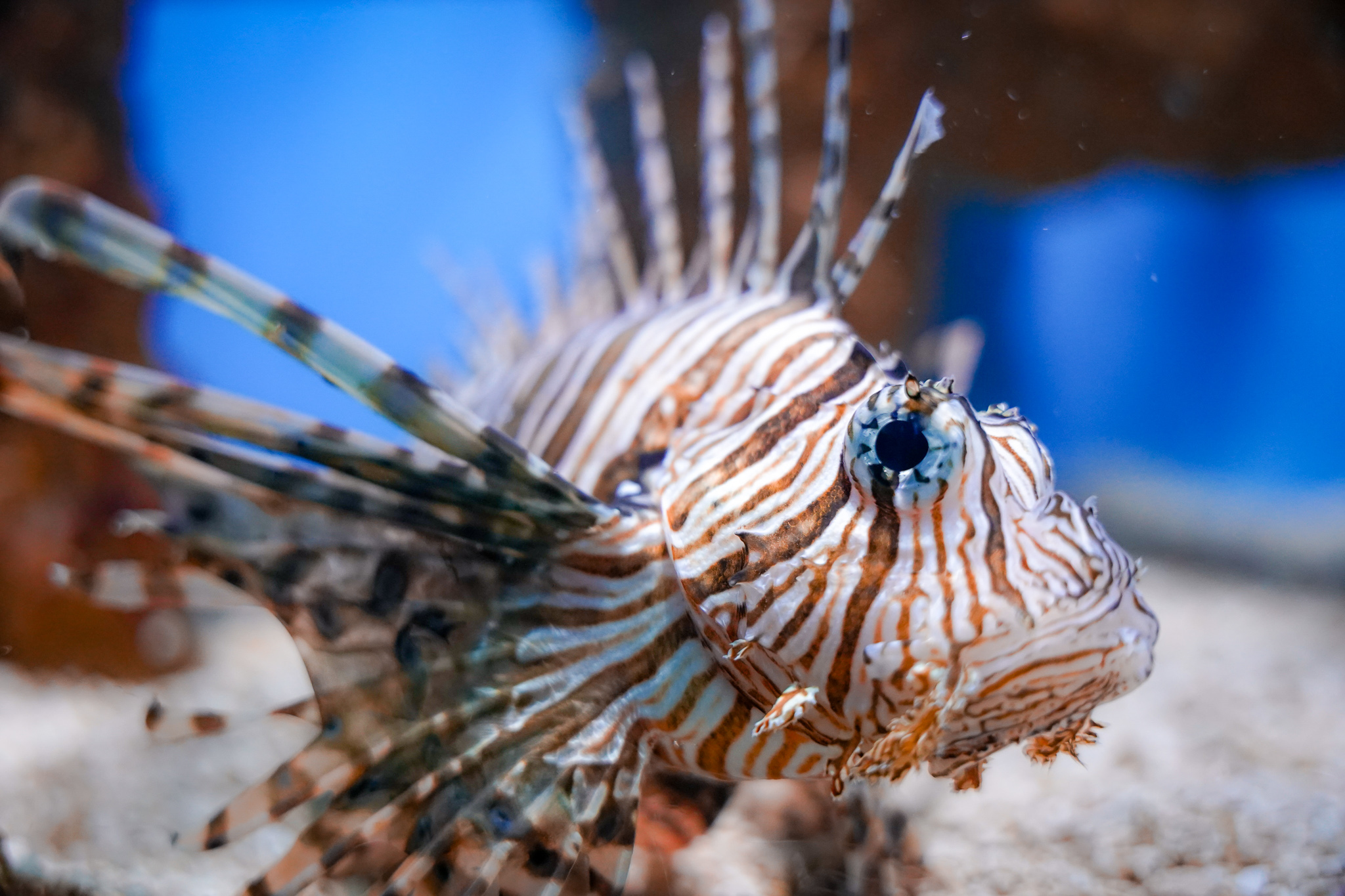 Fish & Invertebrates - Aquarium of Niagara