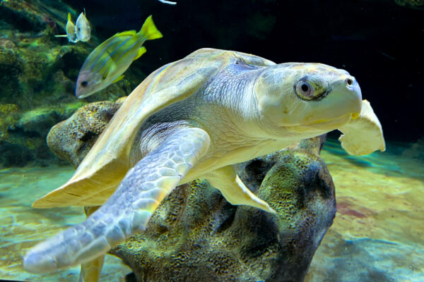 Kemp's Ridley Sea Turtle - Aquarium of Niagara