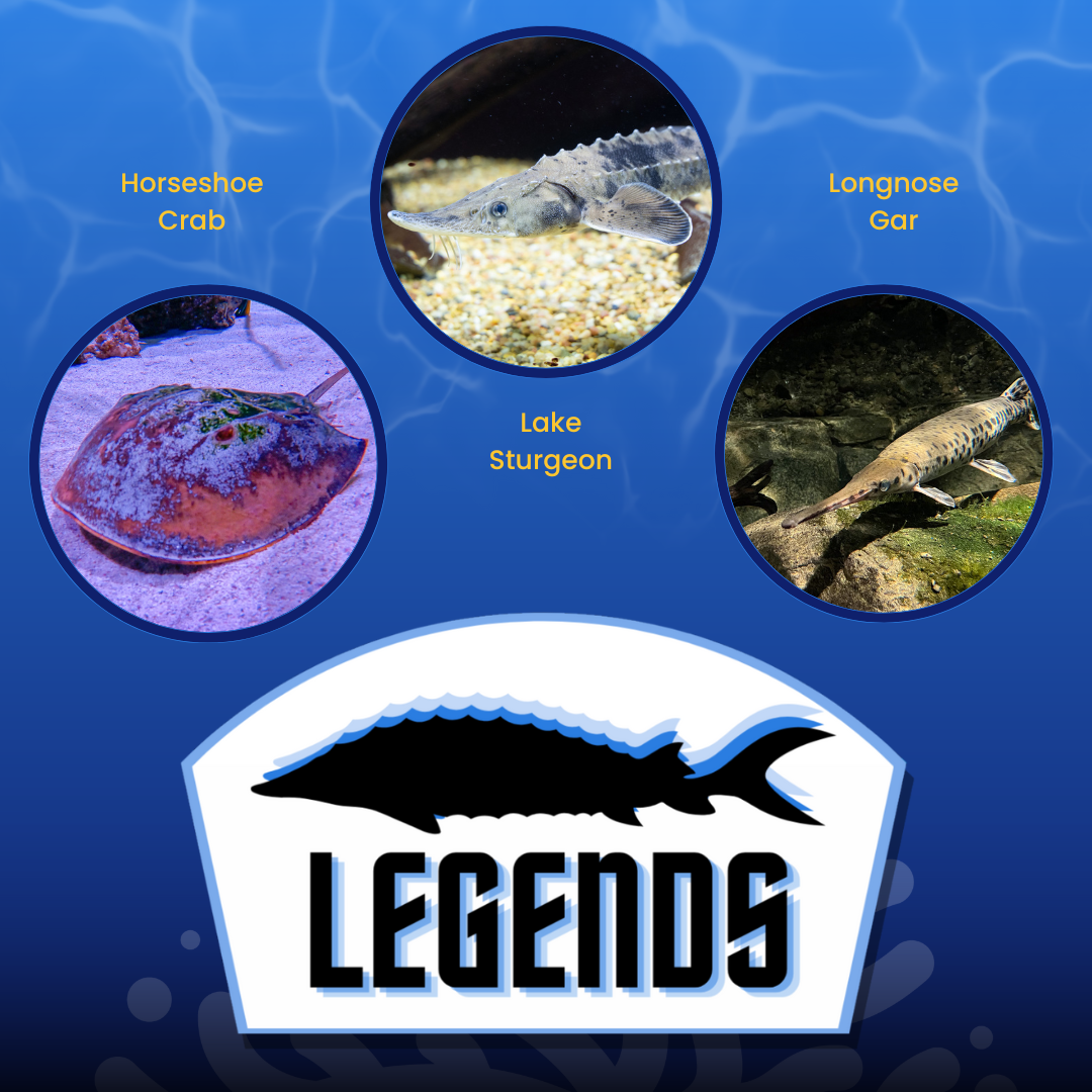 Traits & Talents Tournament - Aquarium of Niagara