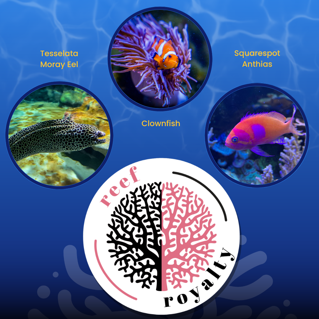 Traits & Talents Tournament - Aquarium of Niagara