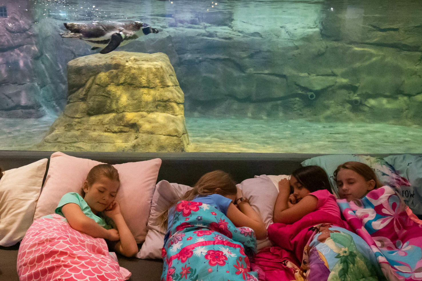 Sleepovers - Aquarium of Niagara
