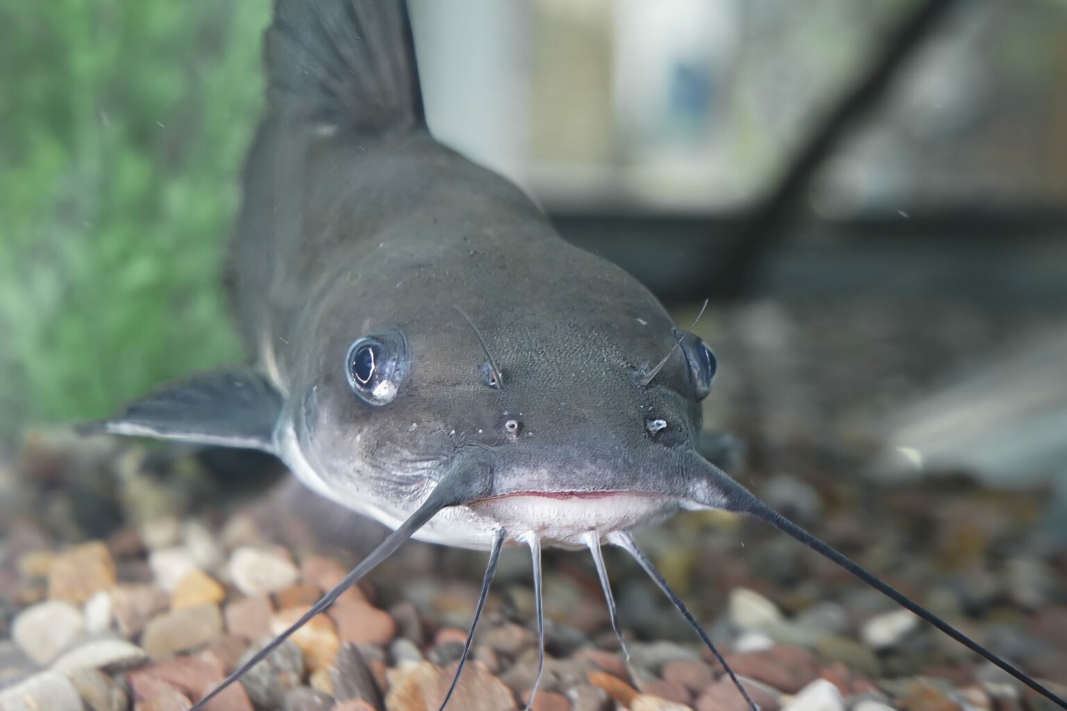 Fish & Invertebrates - Aquarium of Niagara