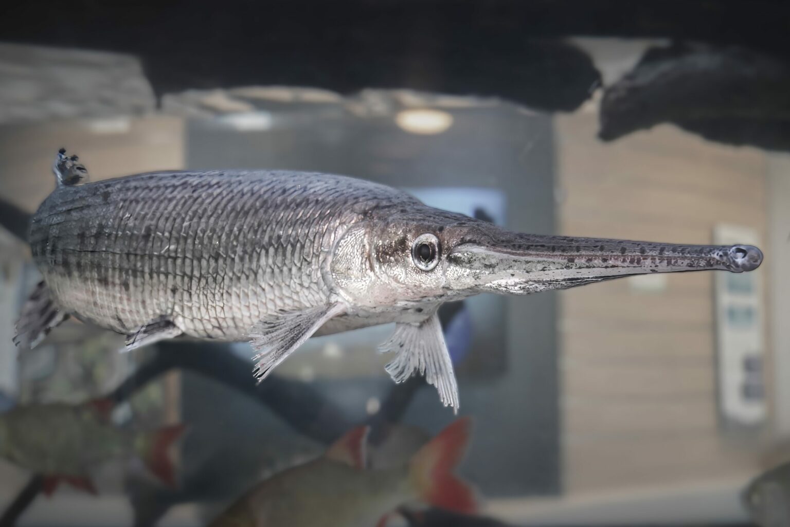 Fish & Invertebrates - Aquarium of Niagara