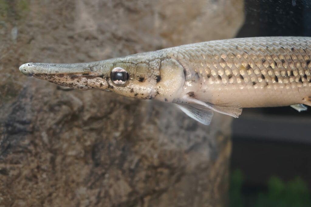 Fish & Invertebrates - Aquarium of Niagara