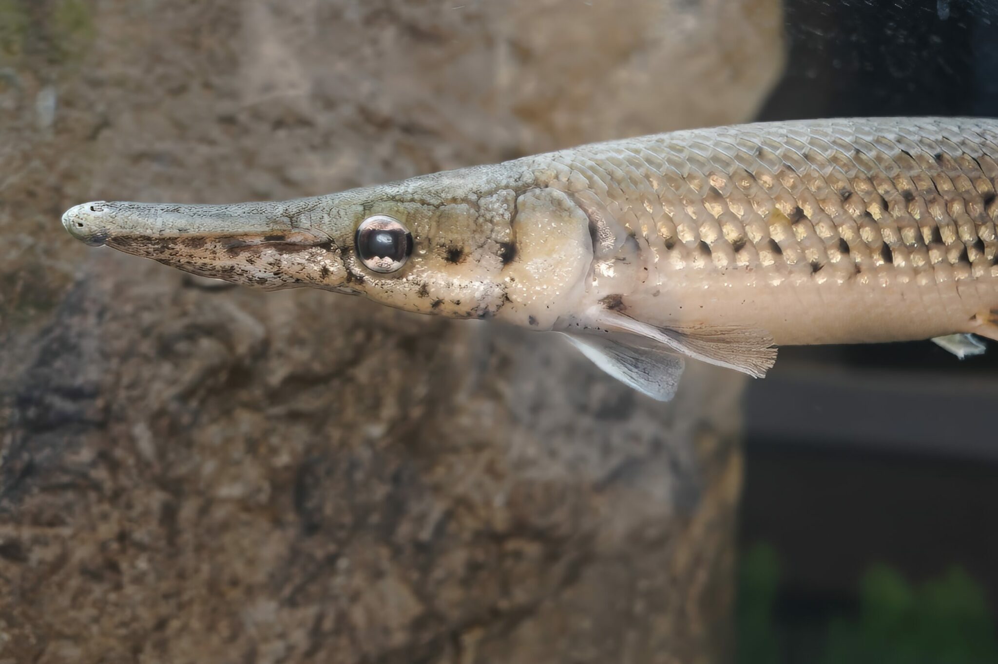 Fish & Invertebrates - Aquarium of Niagara