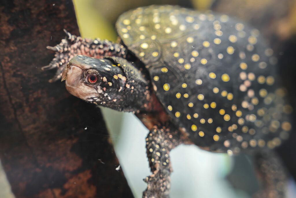 Amphibians & Reptiles - Aquarium of Niagara