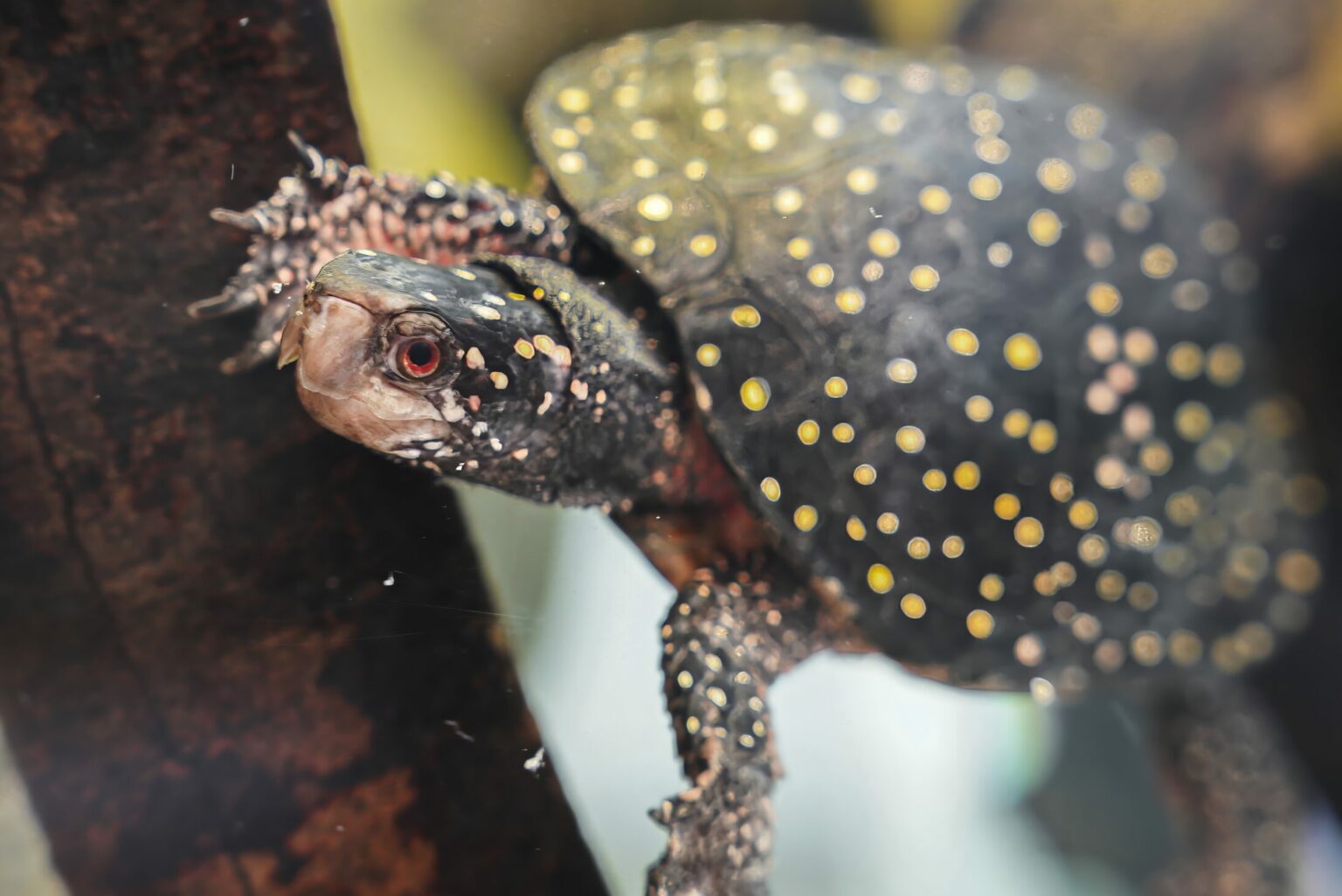 Amphibians & Reptiles - Aquarium of Niagara