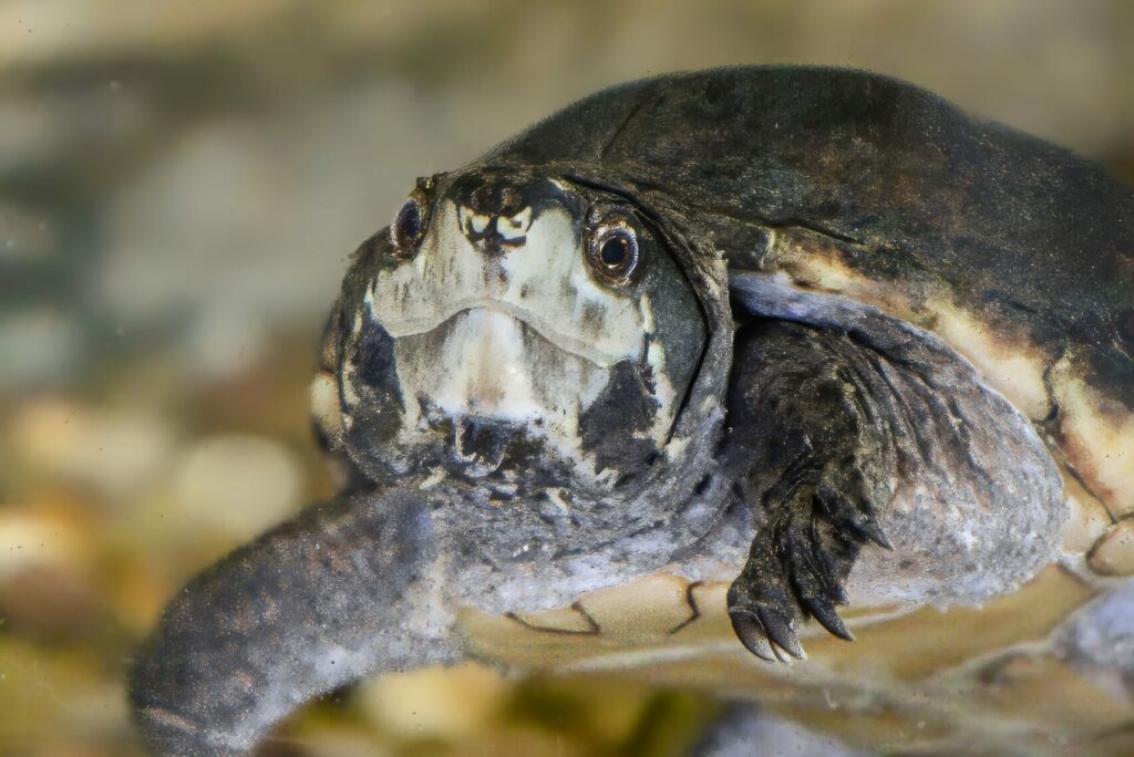 Amphibians & Reptiles - Aquarium of Niagara