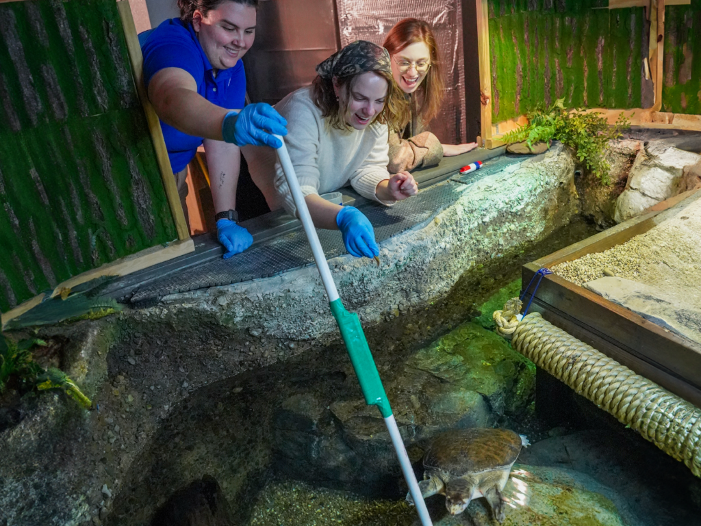 Lead the Feed: Softshell Turtle - Aquarium of Niagara